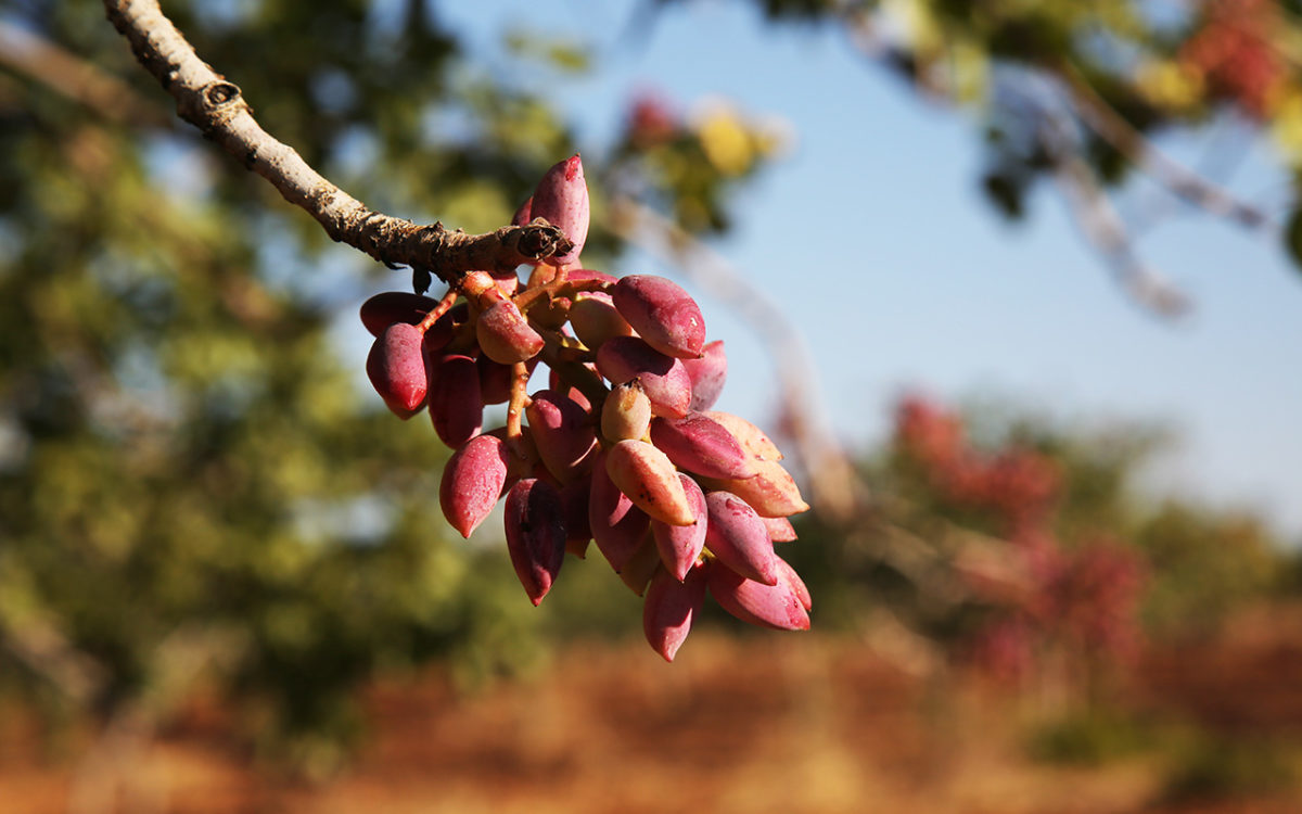 THE PISTACHIO – JUST PISTACHIO